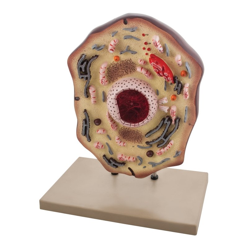 Animal Cell Model - Highly Detailed 20,000X Enlarged — SmartLabs