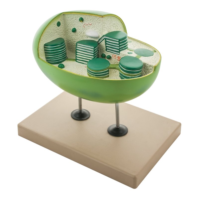 Chloroplast Model with cut away section to reveal internal structures ...