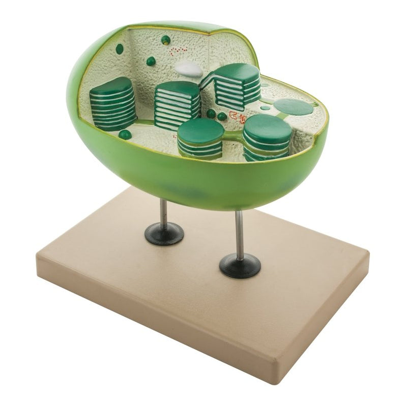 Chloroplast Model with cut away section to reveal internal structures ...