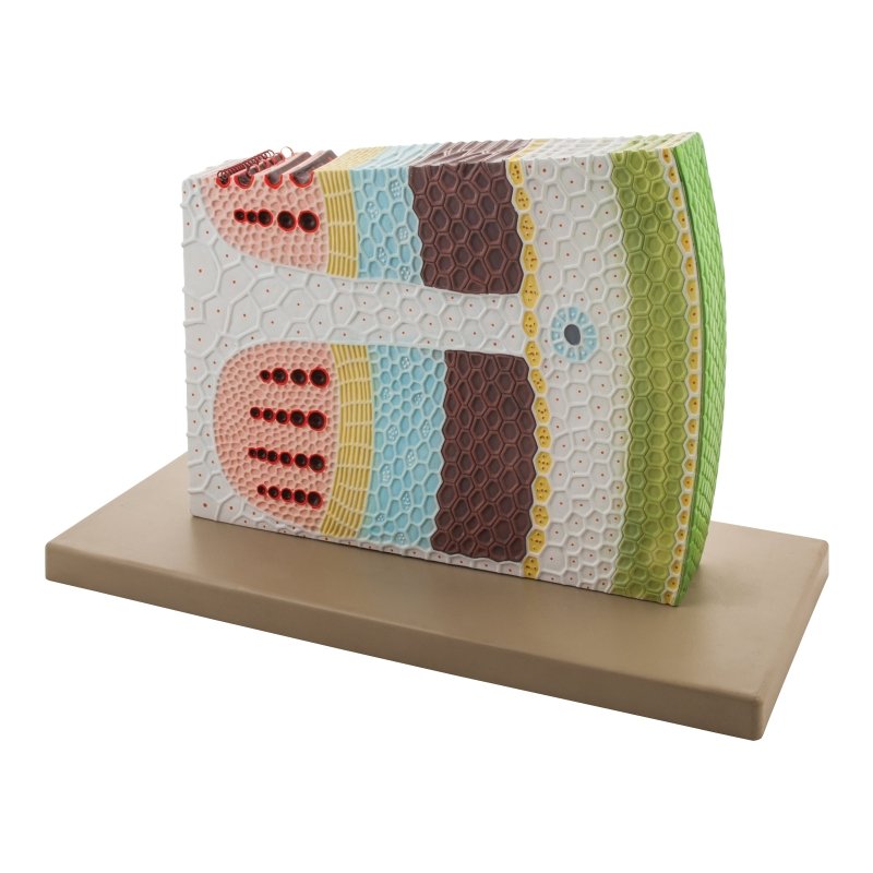 3D Dicot Stem Section Model for Study — SmartLabs