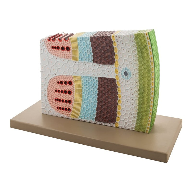 3D Dicot Stem Section Model for Study — SmartLabs