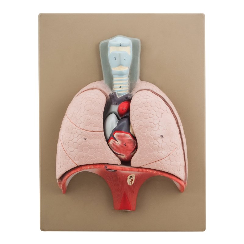 Model Heart & Lungs Model - 4 Parts — SmartLabs