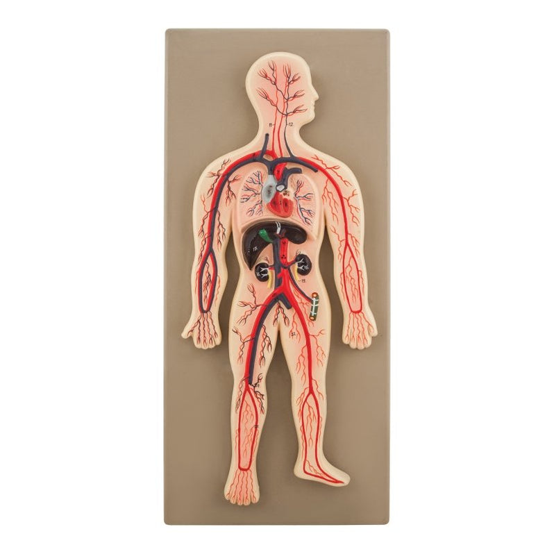Human Circulatory System Model, Hand Painted — SmartLabs