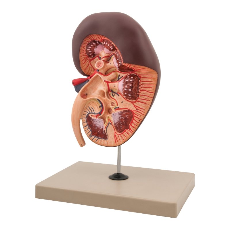 3D Left Kidney Model with Stand and English Key Card — SmartLabs