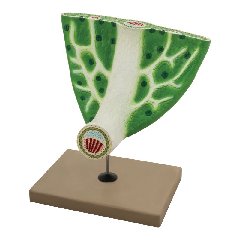 3D Leaf Model with Transverse and Longitudinal Sections — SmartLabs