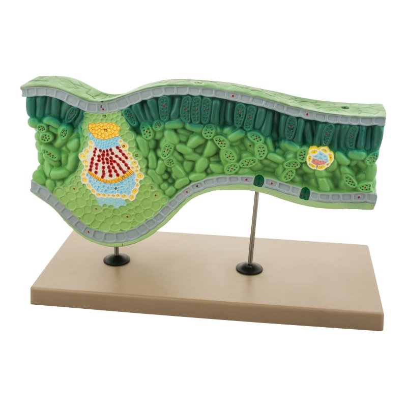 Leaf Structure Model on Stand with English Key Card — SmartLabs