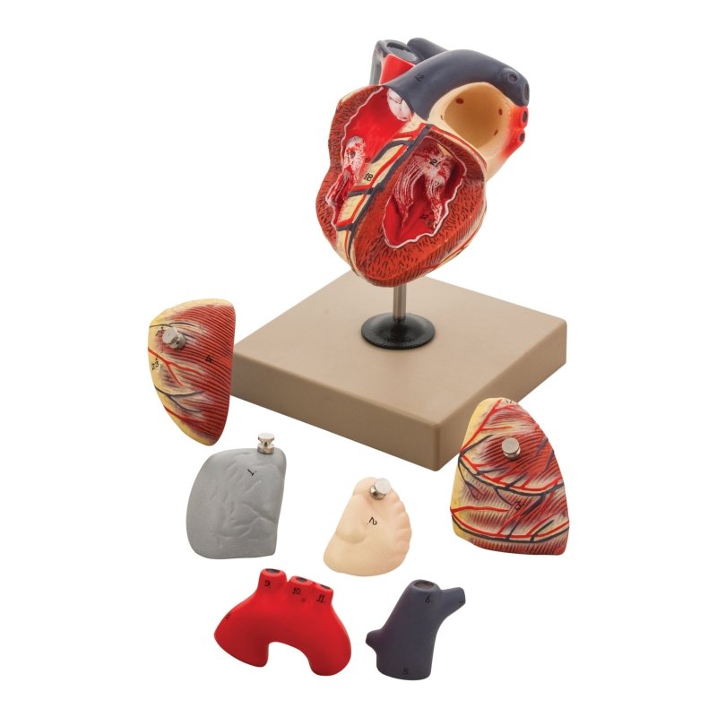 Life-Size Human Heart Model, 7 Parts — SmartLabs