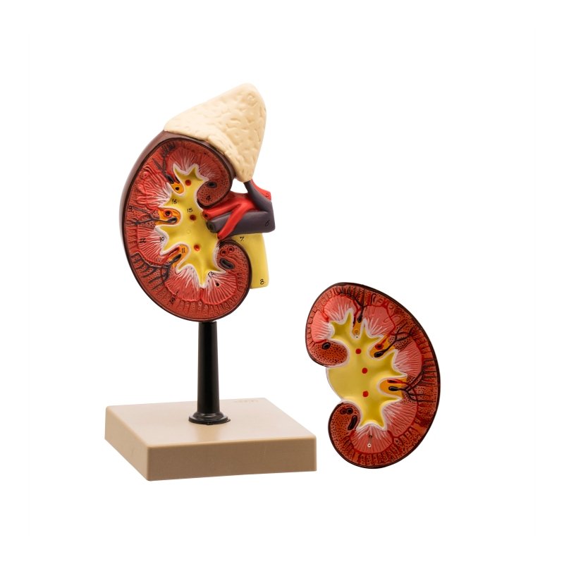 Life-Size Human Kidney with Adrenal Gland Model, 2 Parts — SmartLabs
