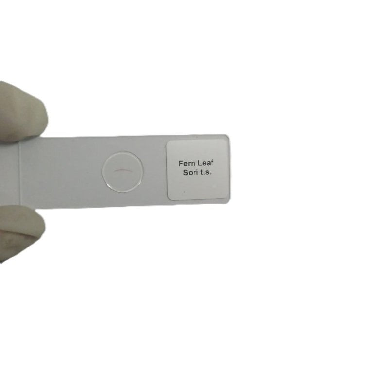 Microscope Slide - Fern Leaf Sori t.s. Individually packed in PP slide ...