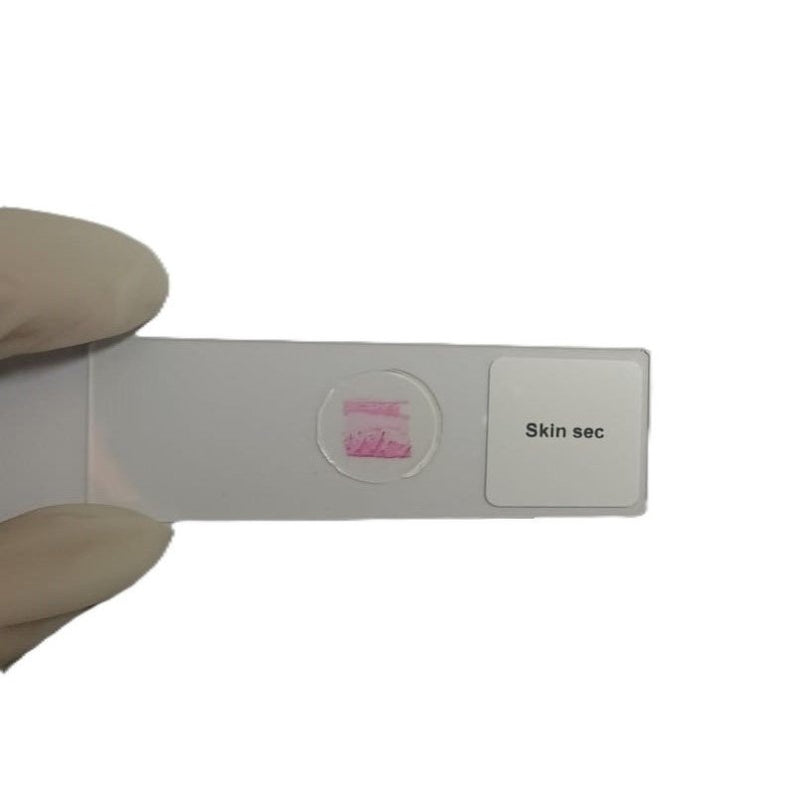 Microscope Slide - Skin sec Individually packed in PP slide mailer ...