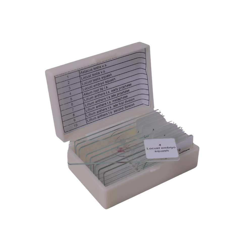 Mitosis & Meiosis Microscope Slides Set — SmartLabs