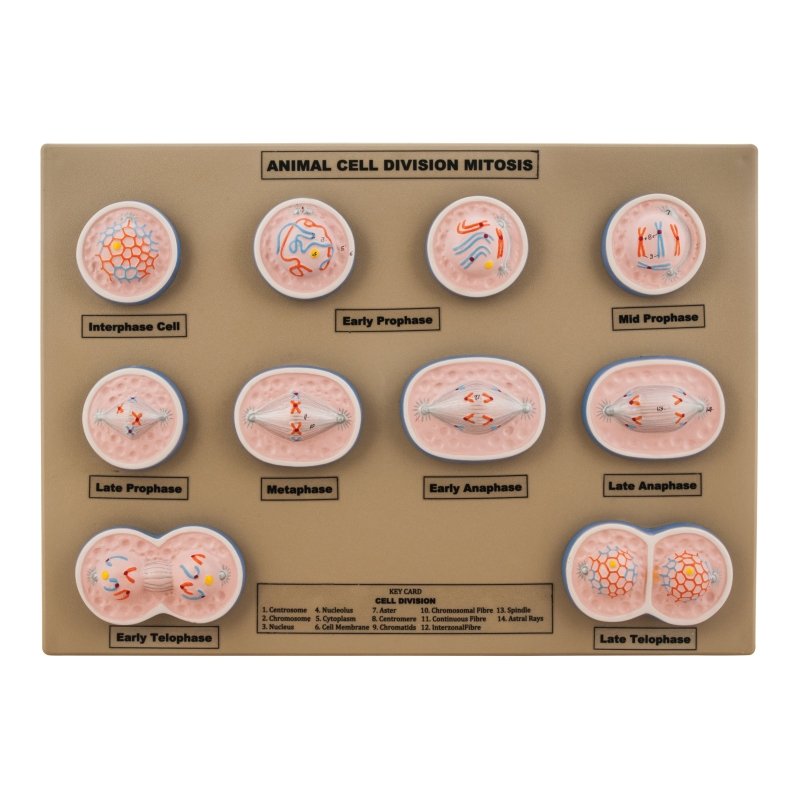 Model Animal Cell Division Mitosis - Mini — SmartLabs