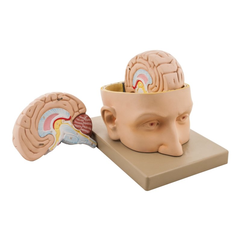 Model Human Head & Brain - 3 Parts — SmartLabs