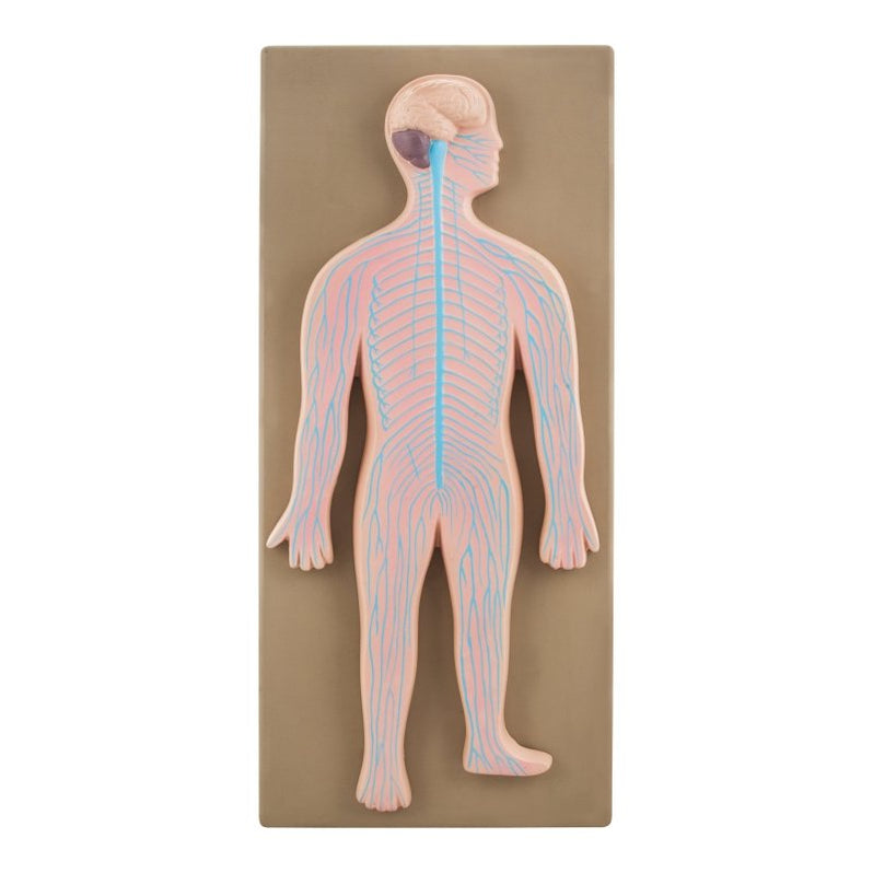 Human Nervous System Model with Brain and Spinal Cord — SmartLabs