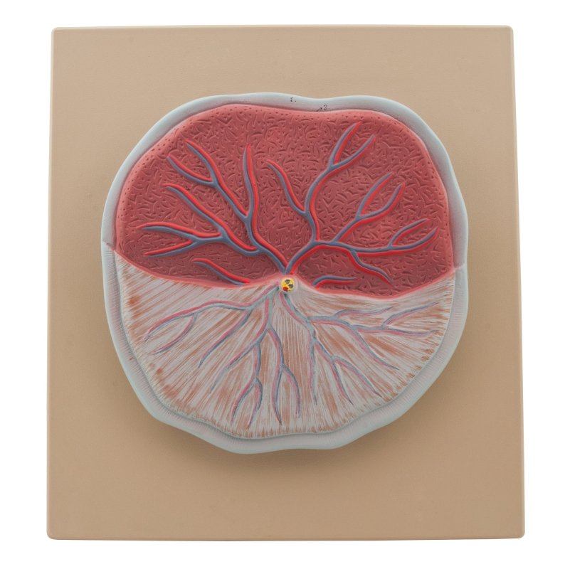 Anatomical Placenta Model with English Key Card included — SmartLabs