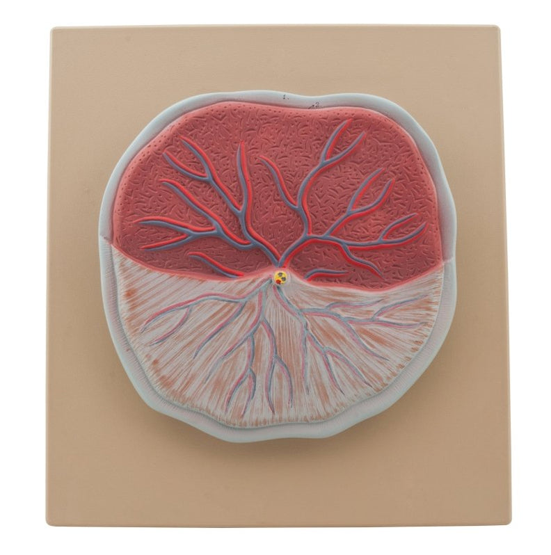 Anatomical Placenta Model with English Key Card included — SmartLabs