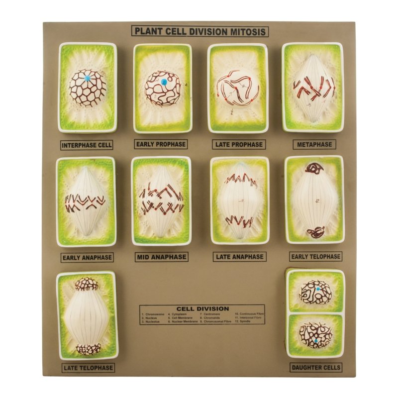 Plant Mitosis Model - Three-Dimensional - Mounted — SmartLabs