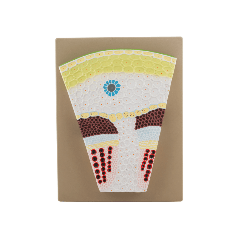 Dicot Stem Model on Base - Transverse Section, Magnified — SmartLabs