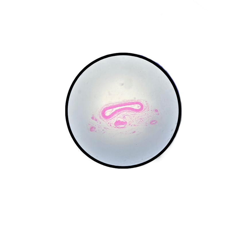Transverse Section of Artery Microscope Slide, 1 pc — SmartLabs