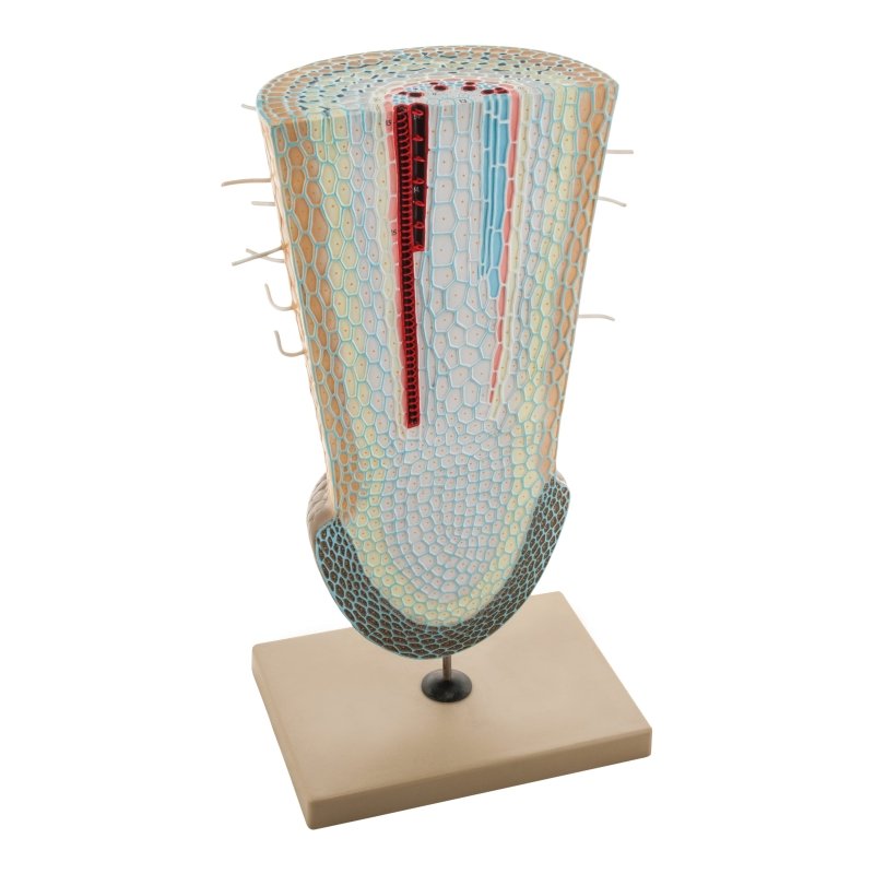 3D Root Tip Model - Detailed Anatomy & Vasculature Display — SmartLabs