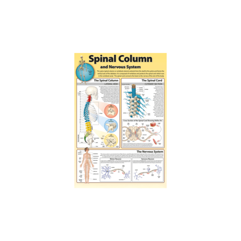 Spinal Column Poster — SmartLabs