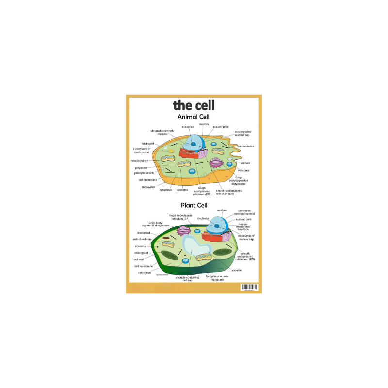 The Cell - Plant Cell and Animal Cell Wall Poster — SmartLabs