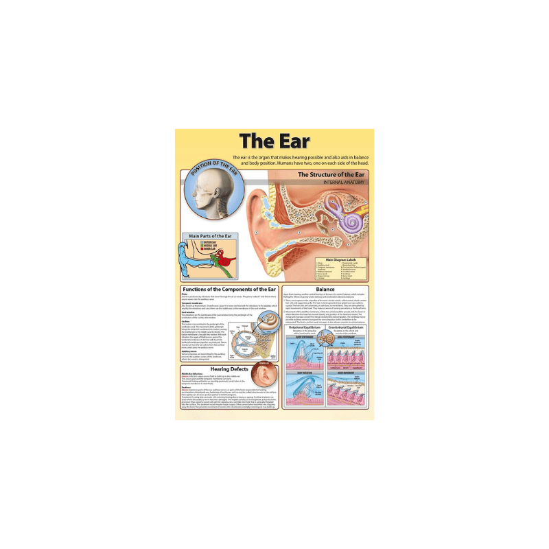 The Ear - Poster — SmartLabs