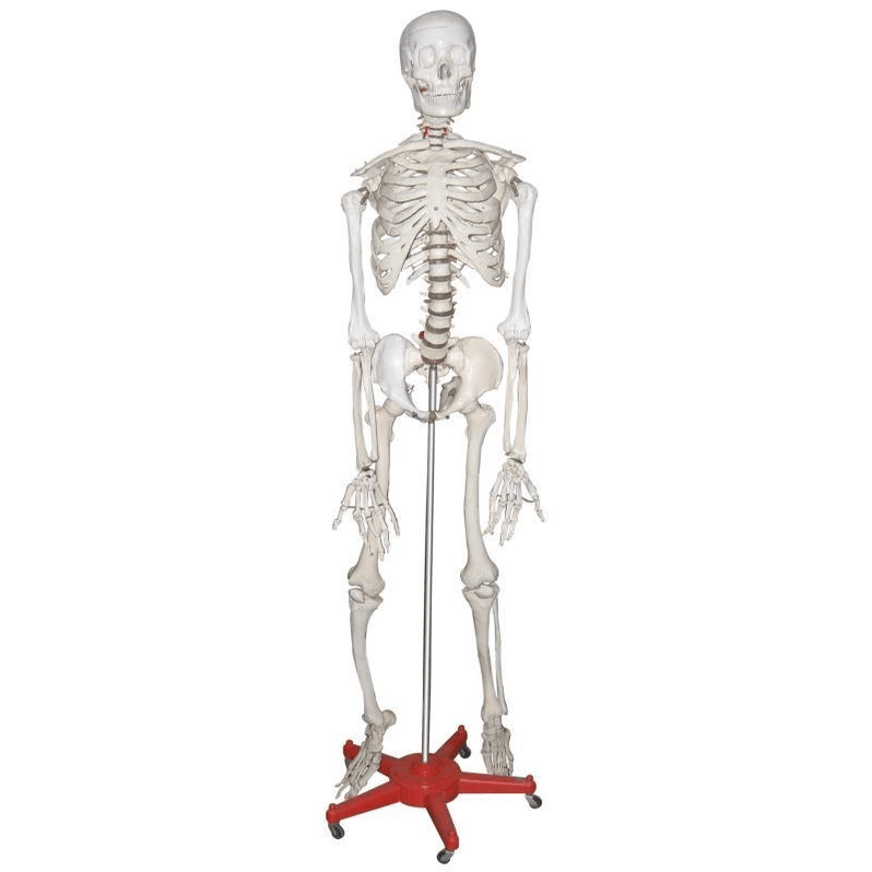 Skeleton Model - Life Size — SmartLabs